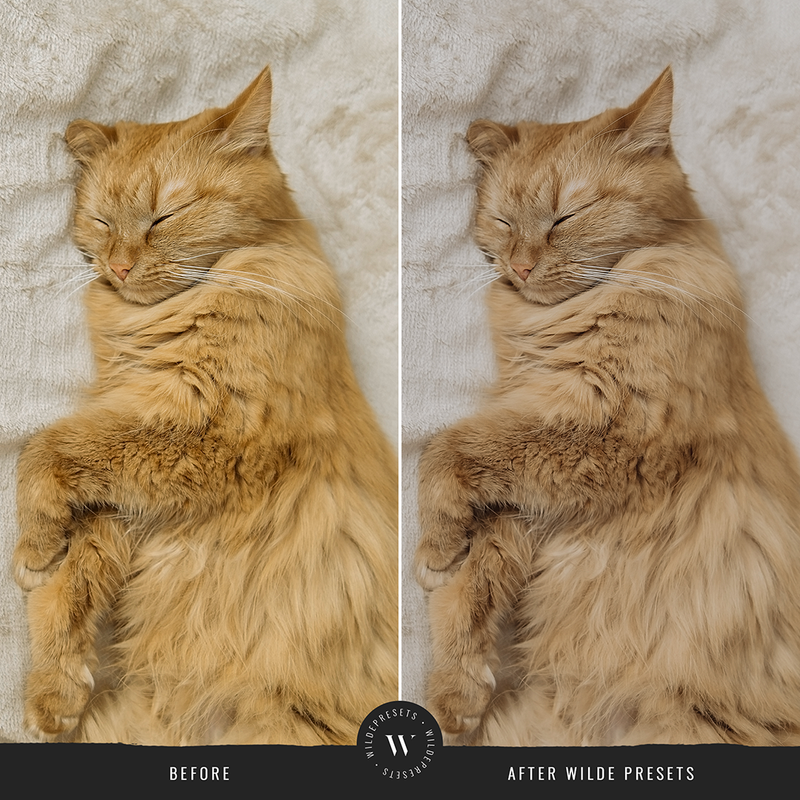 The No Filter Preset Collection