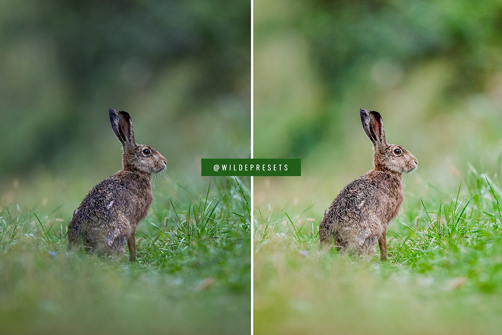 The Spring Dream Preset Collection